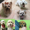 Gallery | Doggie Styles by Jenny