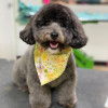 Gallery | Doggie Styles by Jenny