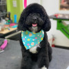 Gallery | Doggie Styles by Jenny