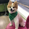 Gallery | Doggie Styles by Jenny