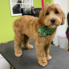 Gallery | Doggie Styles by Jenny